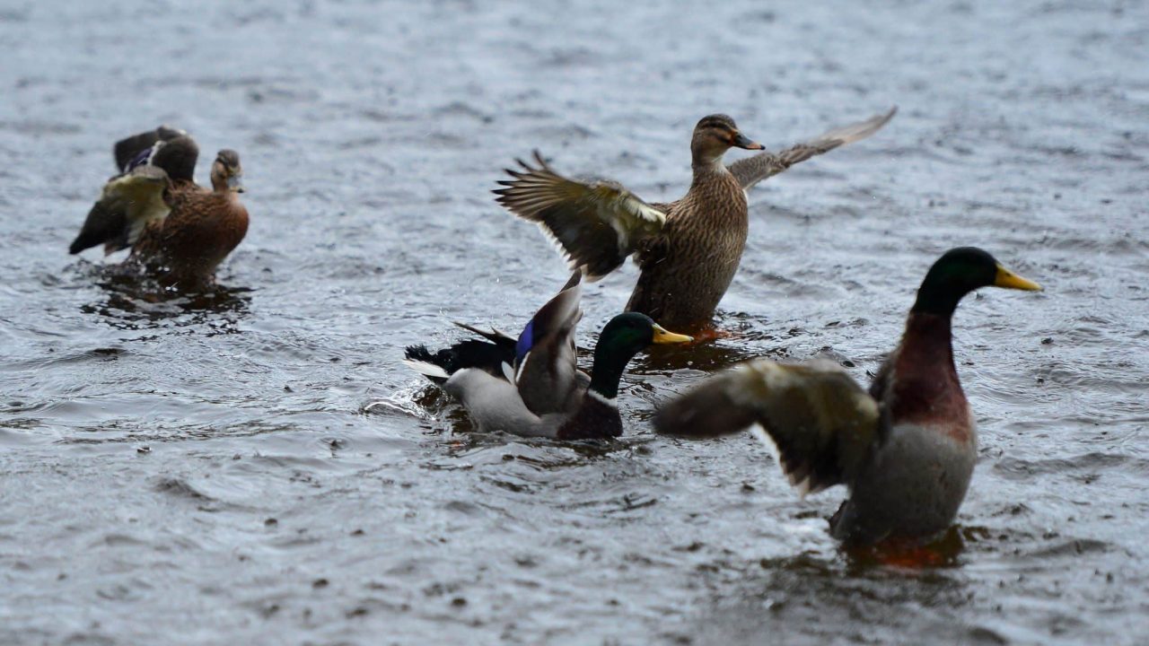 Chad Belding made a seamless transition from the diamond to ducks